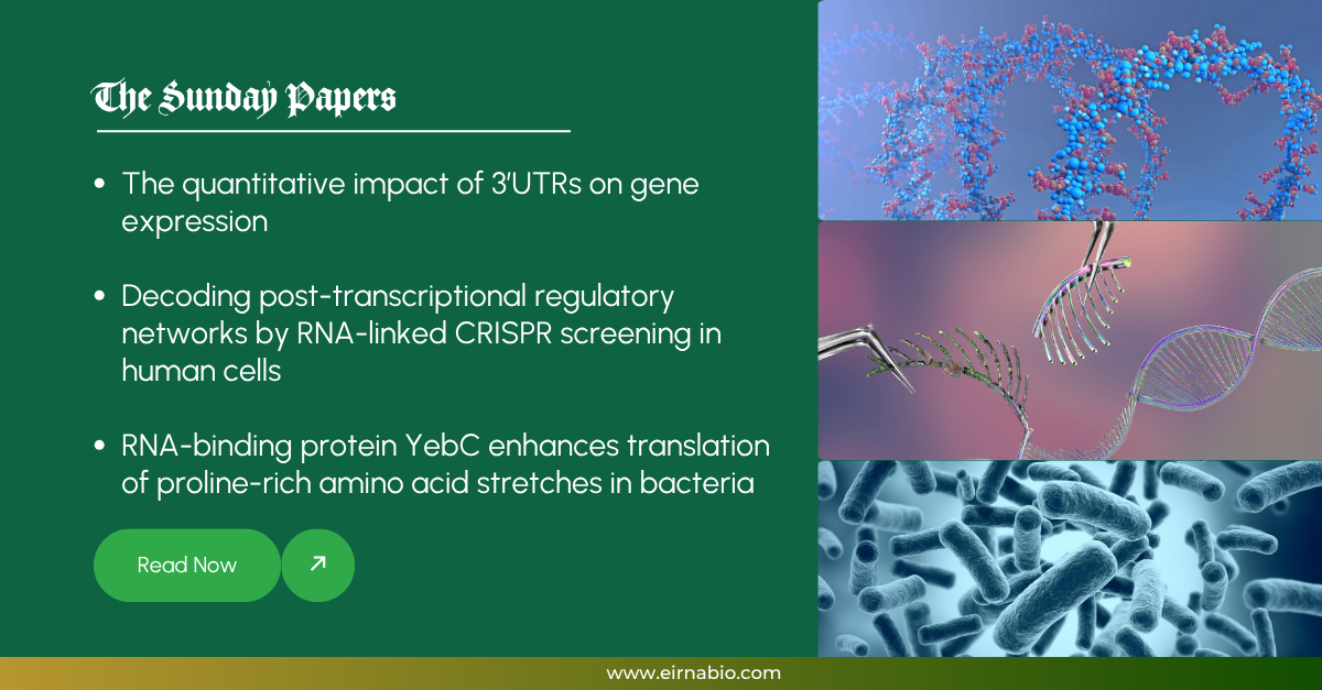 Translatomics for 3’UTRs, CRISPR, and YebC - Eirna Bio